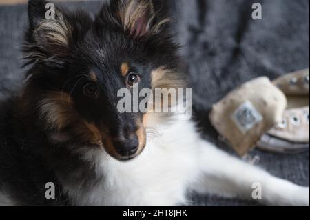 Overhead portrait of a cute Sheltie Stock Photo - Alamy