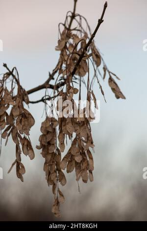 Vertical shot of dry ash tree Stock Photo - Alamy