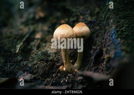 Lacrymaria lacrymabunda, the Weeping Widow, wild mushroom from Finland ...
