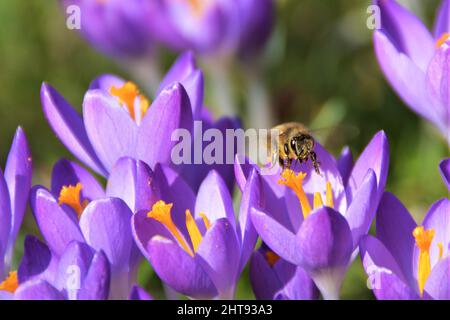 bees on saffron flower Stock Photo - Alamy