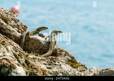 Closeup shot of two lizards on a stone Stock Photo - Alamy