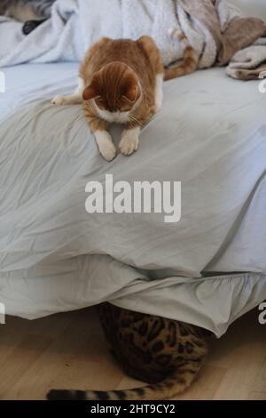 High quality portrait of a cat's face Stock Photo - Alamy