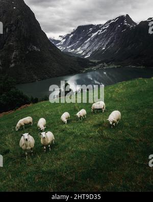 A vertical shot of a meadow with grazing sheep Stock Photo - Alamy