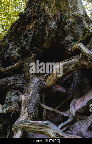 Vertical shot of beautiful tree roots under the sun Stock Photo - Alamy
