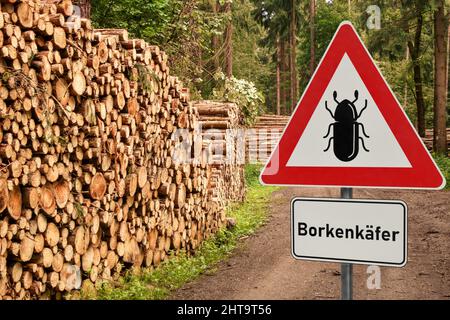 Warning sign for bark beetles destroying the forest with cut down fir ...