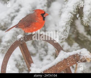 Closeup shot of Bright Crimson Northern Cardinal on a piece of wood ...