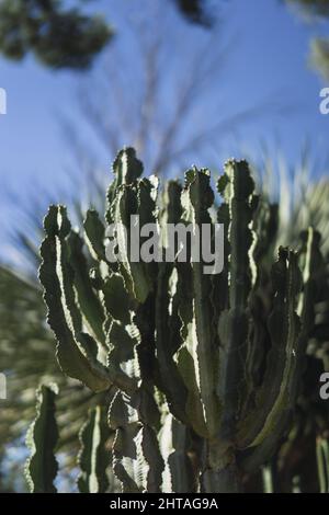 A flowering Euphorbia candelabrum, a succulent species of plant in the ...
