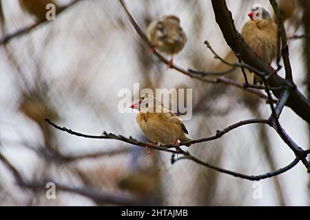 Flock of finches perched on tree branches Stock Photo - Alamy