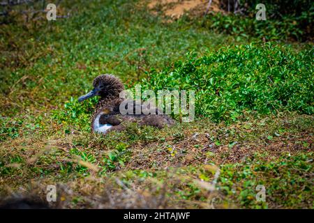 Closeup of a Laysan Albatross on the grass in Oahu Hawaii Stock Photo ...