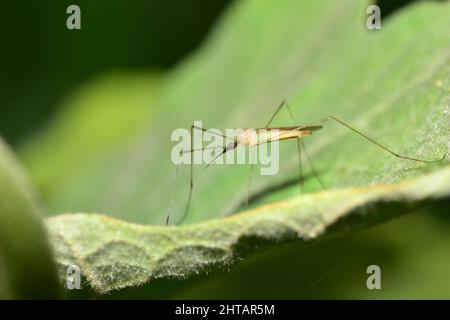 A crane fly on an eggplant or melongene tree leaf in a commercial ...