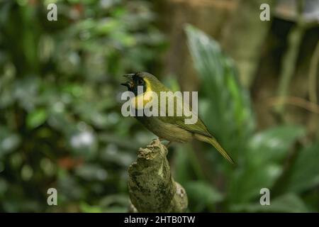Soft focus of Cuban grassquit bird perched on a tree branch Stock Photo ...