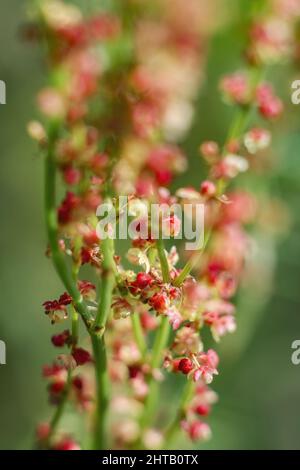 Soft focus of pink sorrel flowers blooming at a field in spring Stock ...