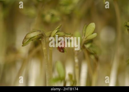 Soft focus of young leaves of a succulent plant Stock Photo - Alamy