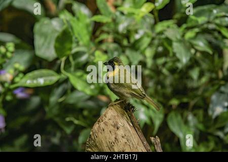 Soft focus of Cuban grassquit bird perched on a tree branch Stock Photo ...