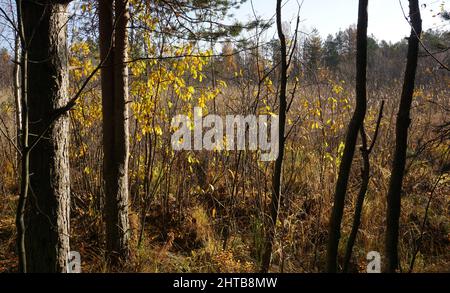 Withered yellow grass in the swamp in autumn. Trees with yellow foliage ...