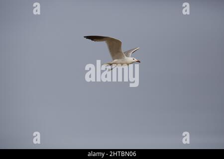 View of the beautiful bird hovering in the sky Stock Photo - Alamy