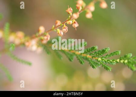 A shallow focus shot of a Calluna flower Stock Photo - Alamy