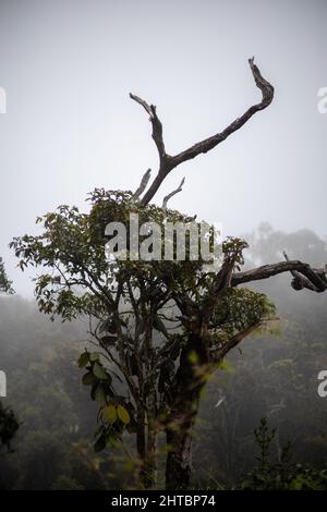 Tree grown in the Horton Plains National Park against the cloudy sky ...