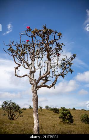 Tree grown in the Horton Plains National Park against the cloudy sky ...