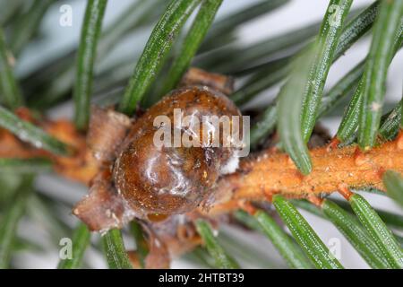 Spruce bud scale (Physokermes piceae) scale insects known as the bud ...