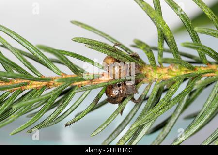 Spruce bud scale (Physokermes piceae) scale insects known as the bud ...