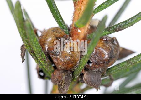 Spruce bud scale (Physokermes piceae) scale insects known as the bud ...