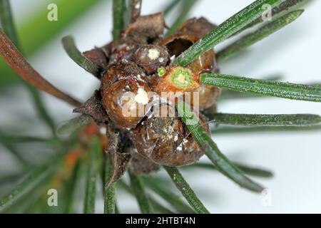 Spruce bud scale (Physokermes piceae) scale insects known as the bud ...