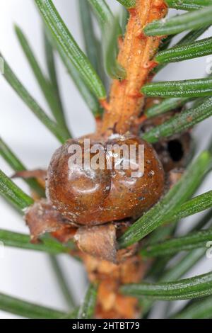 Spruce bud scale (Physokermes piceae) scale insects known as the bud ...