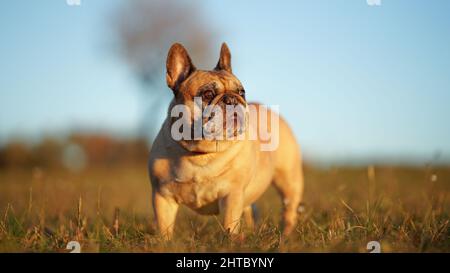Cute french bulldog running around in a field Stock Photo - Alamy