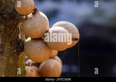 Kepel fruits or burahol (Stelechocarpus burahol), on the tree trunk ...