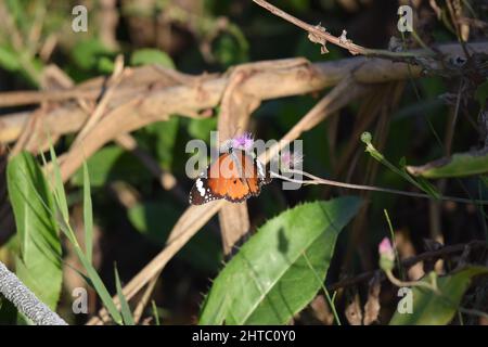A selective focus shot of red admiral (vanessa atalanta Stock Photo - Alamy