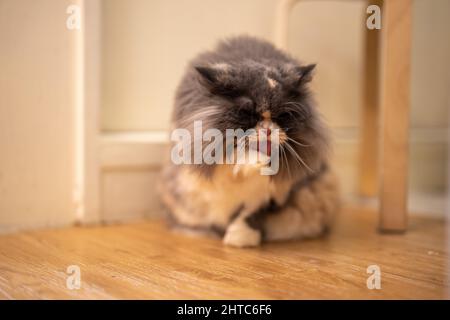 Adorable furry cat at the cat cafe Stock Photo - Alamy