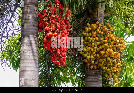 Areca catechu, betel tree, betel nut tree, areca nut tree, Port Blair, South Andaman Island ...