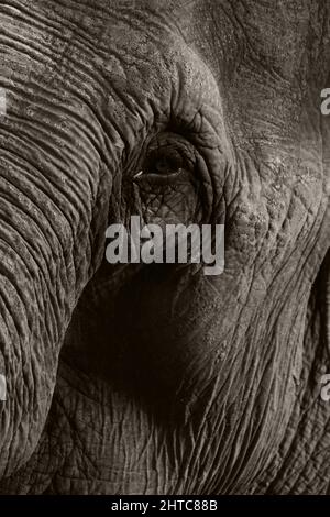 Grayscale of the wrinkled face of an elephant in the wild Stock Photo ...