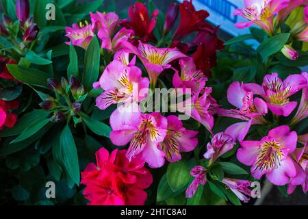Closeup of the blossomed pink Lily of the Incas flower in the garden ...