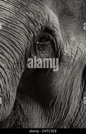 Grayscale of the wrinkled face of an elephant in the wild Stock Photo ...