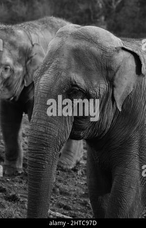 Grayscale of the wrinkled face of an elephant in the wild Stock Photo ...