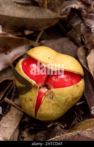 Fallen fruit of Small-leaved Tamarind (Diploglottis campbellii). Bright ...