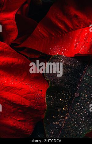 Closeup detail shot of a Poinsettia red plant leaves on a dark ...