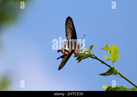 Common rose (butterfly), Red-bodied swallowtail (Pachliopta ...