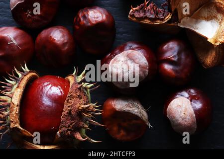 Fresh conkers in and out their spiky capsule from a horse chestnut tree ...