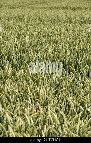 Spikelets of green wheat. Ripening wheat in the field Stock Photo - Alamy