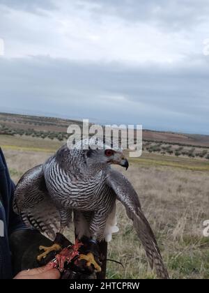 African Goshawk, Accipiter tachiro, on falconers glove,South Africa ...
