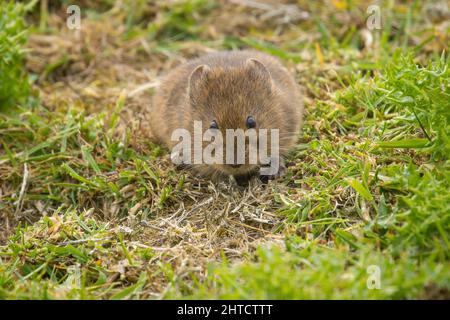 Orkney Vole, Orkney, Scotland Stock Photo - Alamy