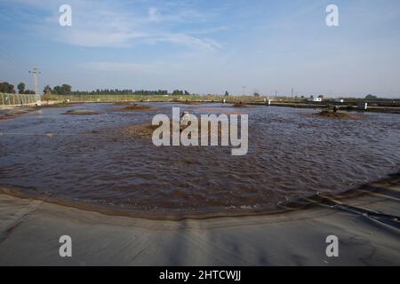 Secondary sedimentation pools the sludge is removed to the sludge ...