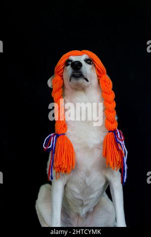 Mestizo dog with braids and orange balls celebrating the Koningsdag ...