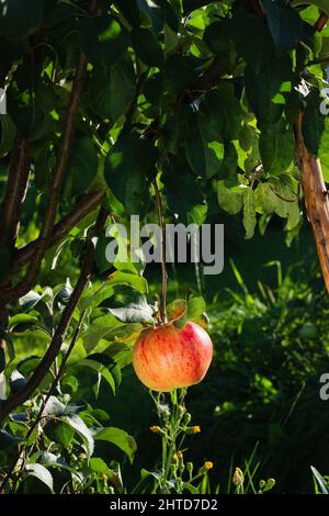 A heavy red apple hanging from a branch in late summer Stock Photo - Alamy