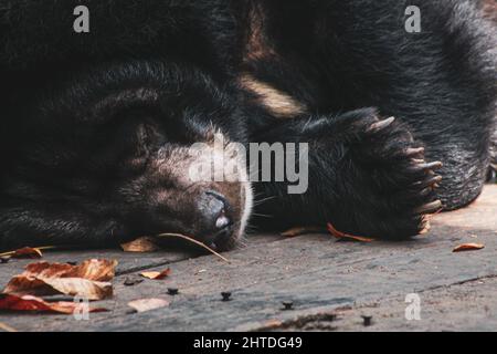 A closeup shot of dry fallen leaves on ground Stock Photo - Alamy