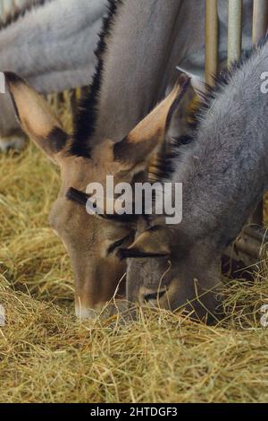 Vertical shot of two cute donkey eating straw Stock Photo - Alamy