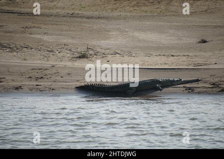 Indian Gharial, female (Gavialis gangeticus) San Diego Zoo, San Diego ...